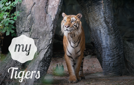 MyTigers